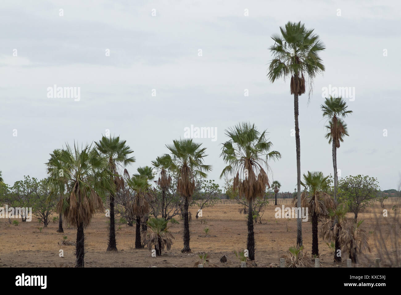 CARNAUBA PALM IN CAMPO MAIOR, PI, BRAZIL Stock Photo - Alamy