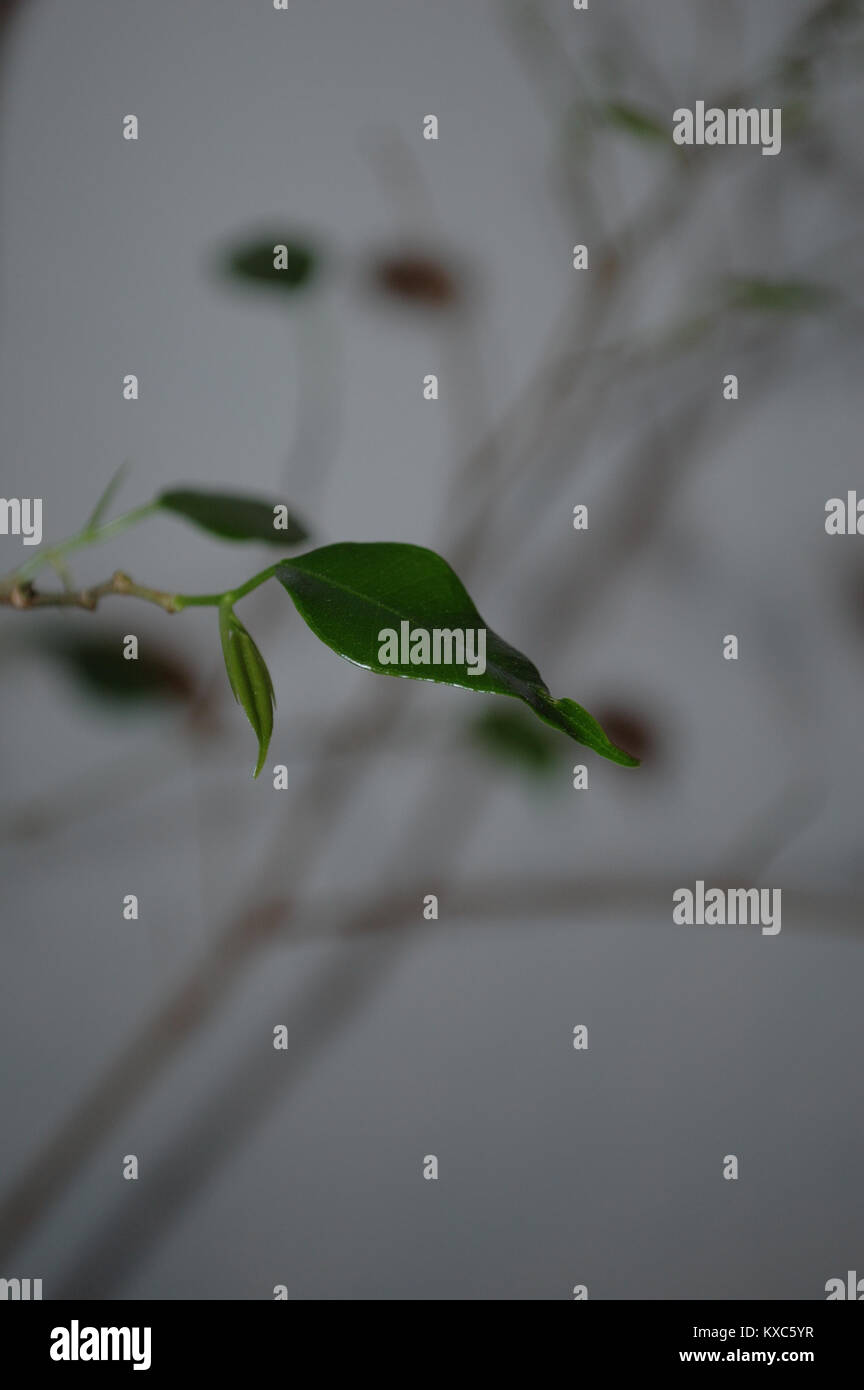 Zoomed in leafs hi-res stock photography and images - Alamy