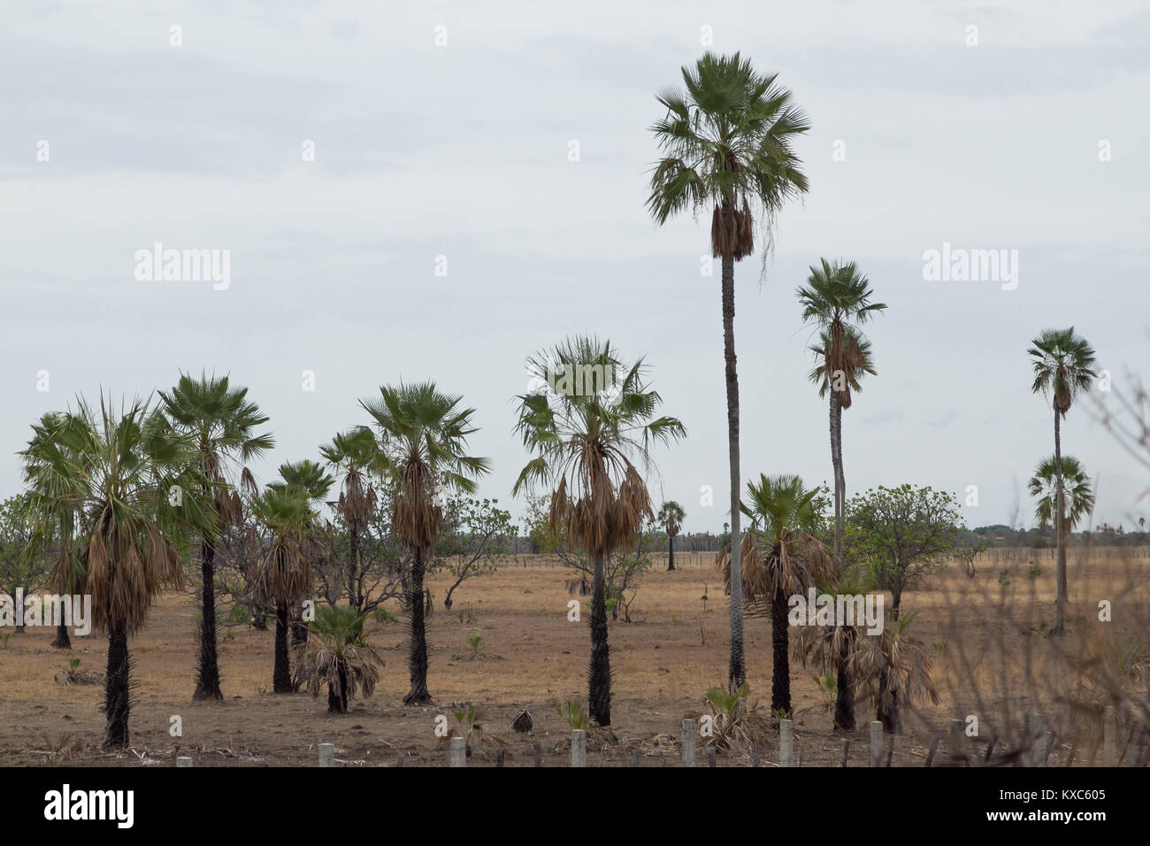 Carnauba palm tree hi-res stock photography and images - Alamy