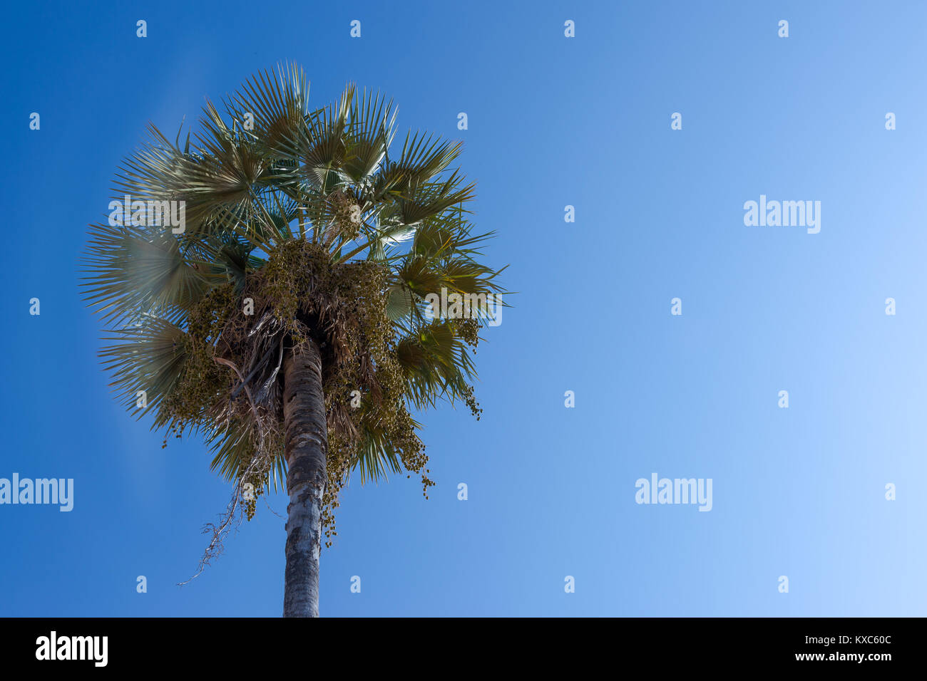 Carnauba palm tree hi-res stock photography and images - Alamy
