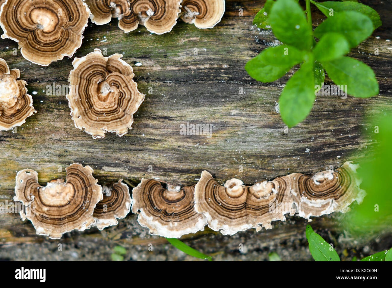 Inedible bracket fungus hi-res stock photography and images - Alamy