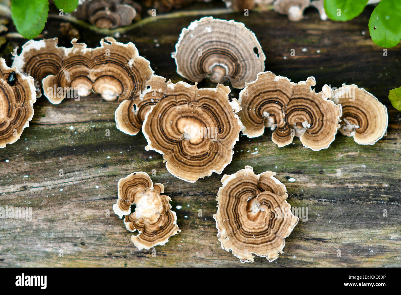 Fungal ecology hi-res stock photography and images - Alamy