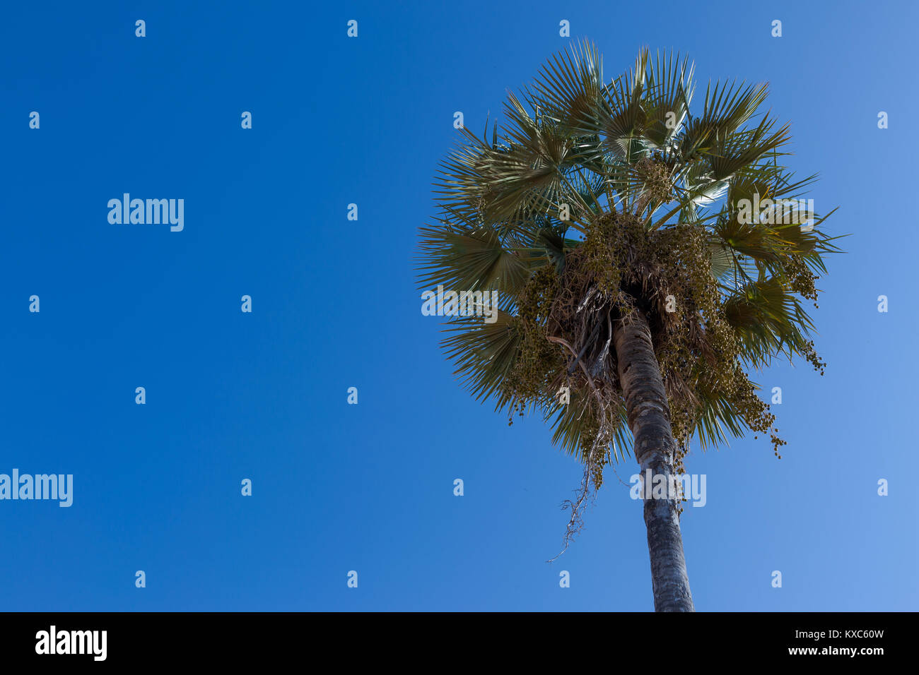 Carnauba palm in Campo Maior, Pi, Brazil Stock Photo - Alamy