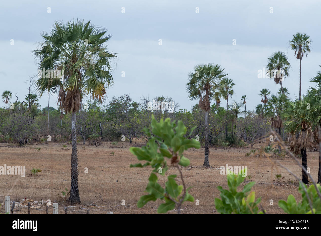 CARNAUBA PALM IN CAMPO MAIOR, PI, BRAZIL Stock Photo - Alamy