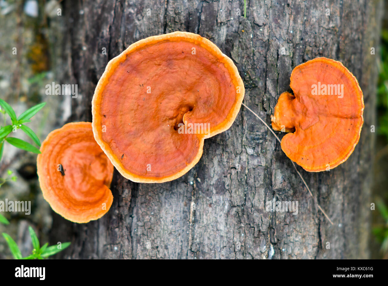 Pycnoporus cinnabarinus hi-res stock photography and images - Alamy