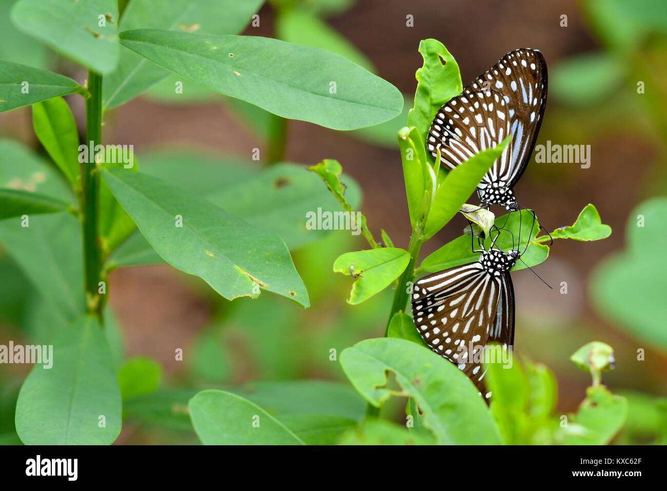 Butterflies at their natural habitat hi-res stock photography and ...