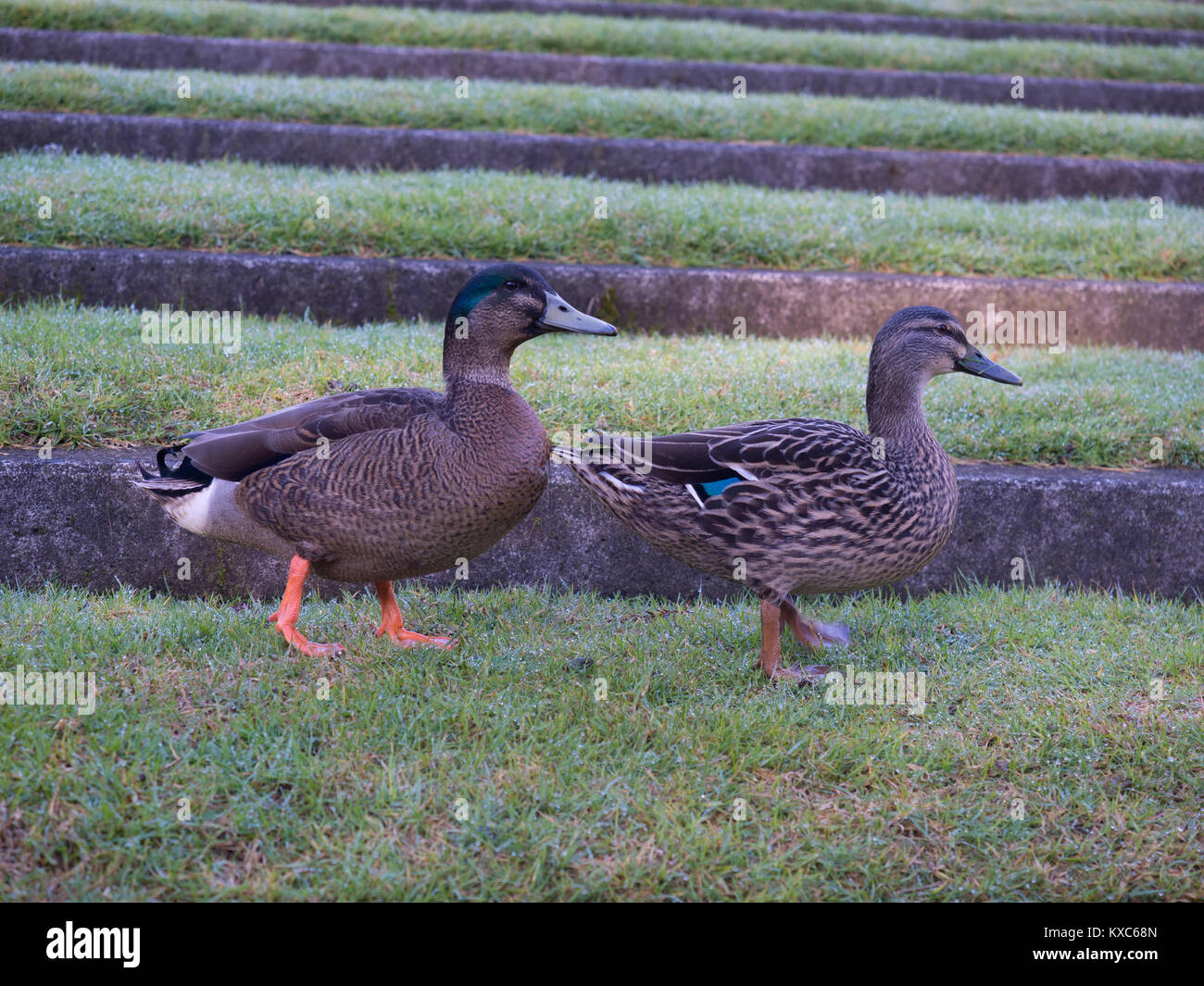 Two Mallard Ducks Stock Photo - Alamy