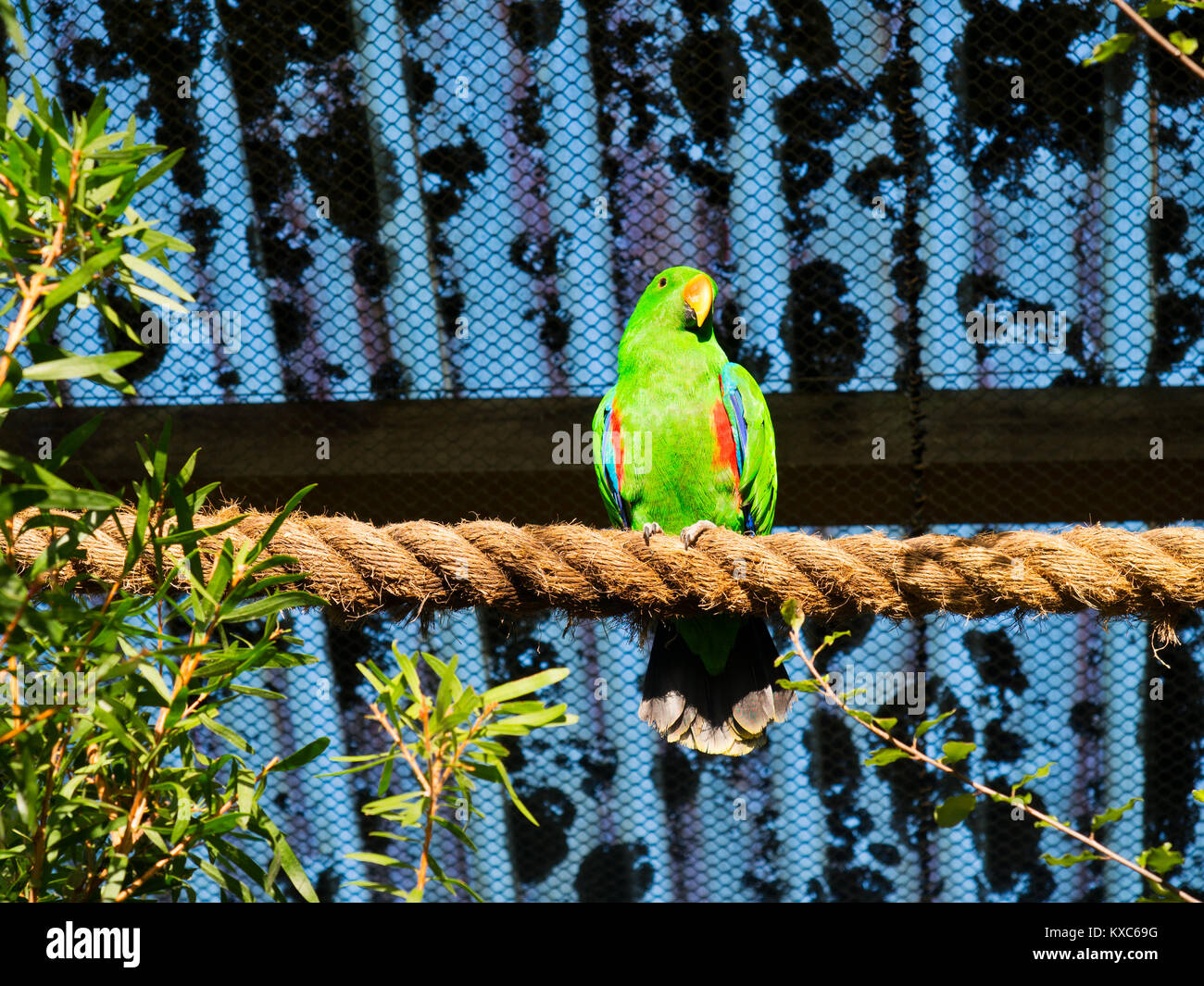 Colourful parrot hi-res stock photography and images - Alamy