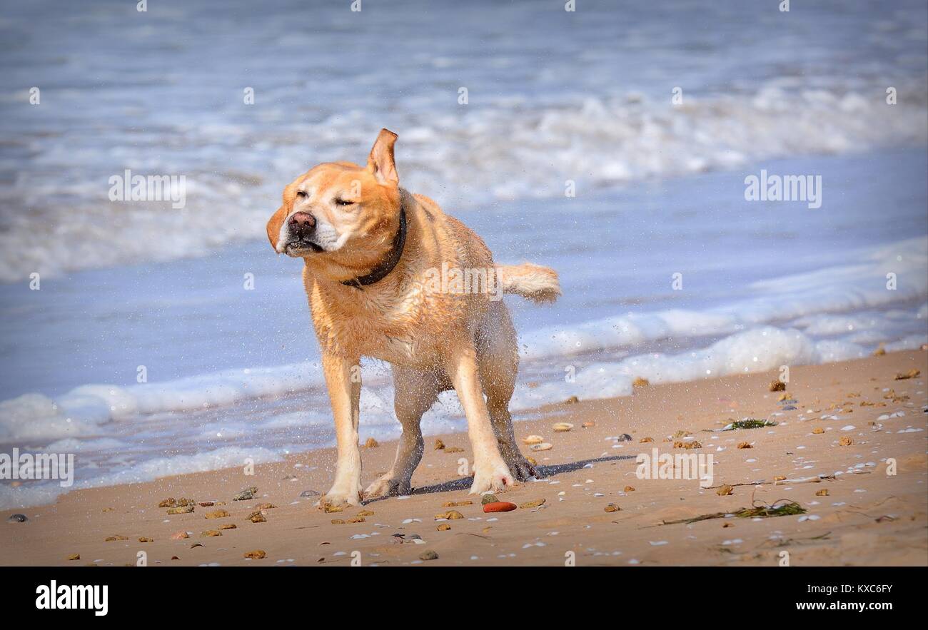 Funny wet dog shaking off water on beach. Background of foam on sea ...