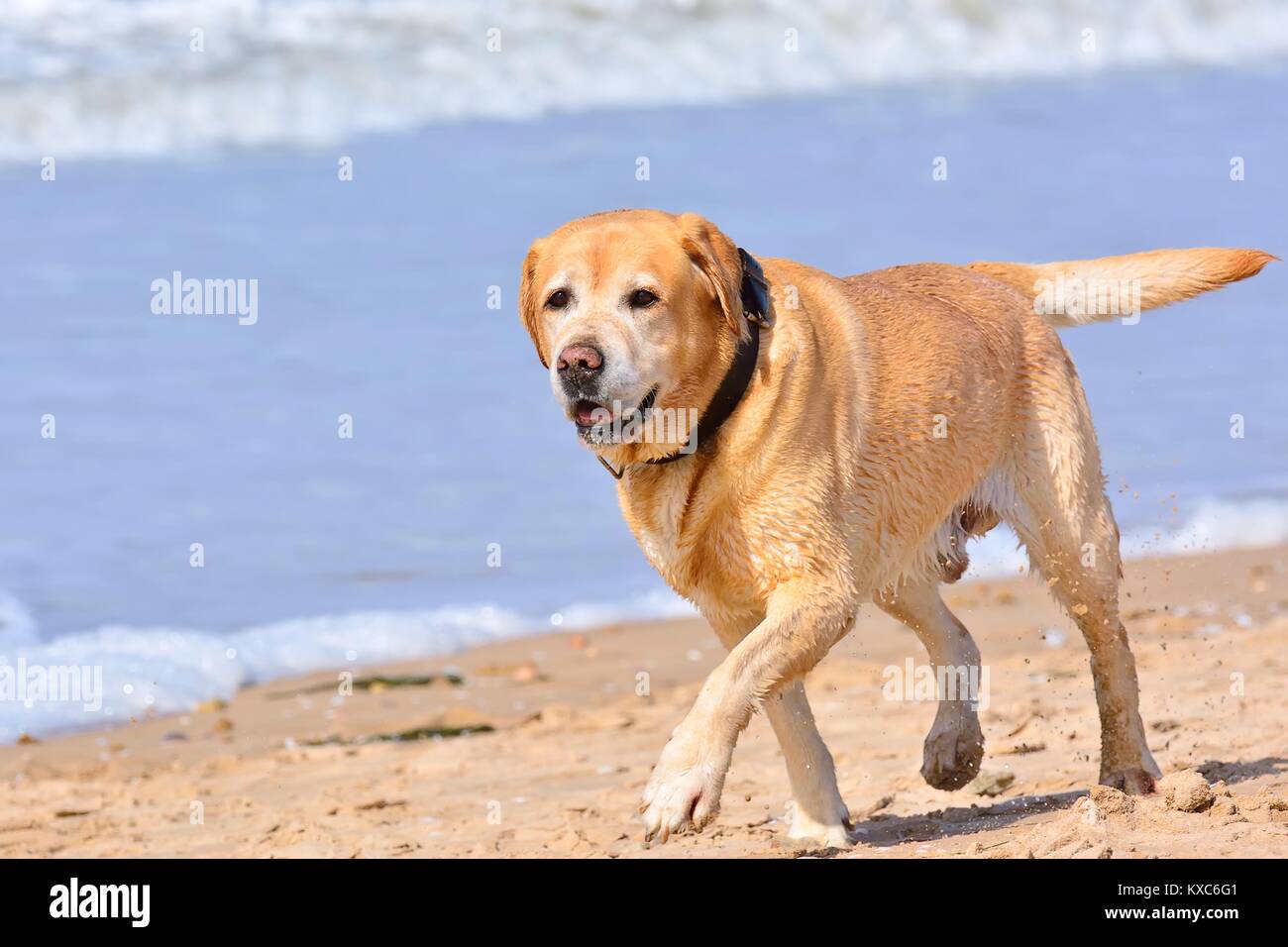 Brown Labrador Beach High Resolution Stock Photography and Images - Alamy