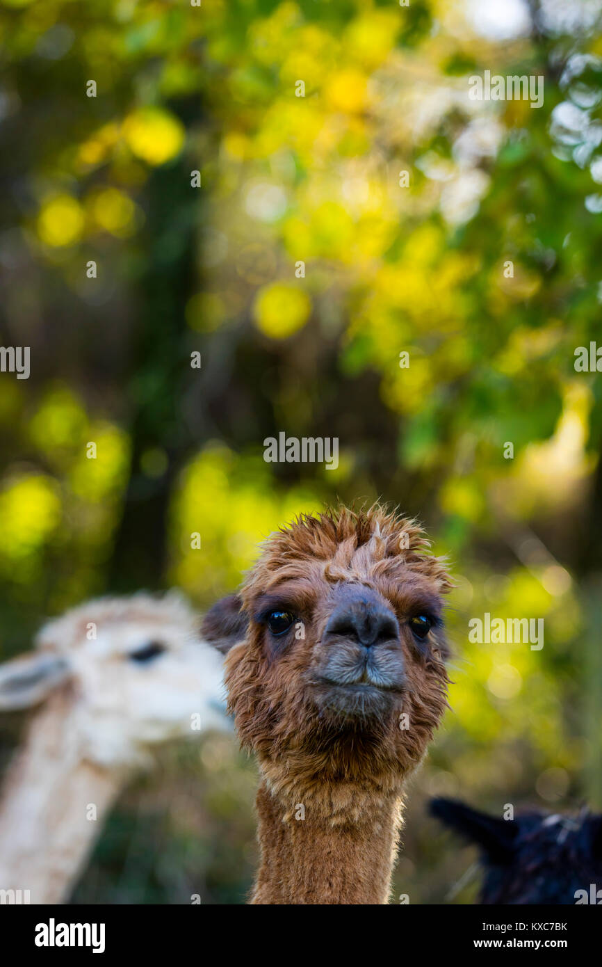 ALPACA (Vicugna pacos). Domesticated species of South American camelid ...