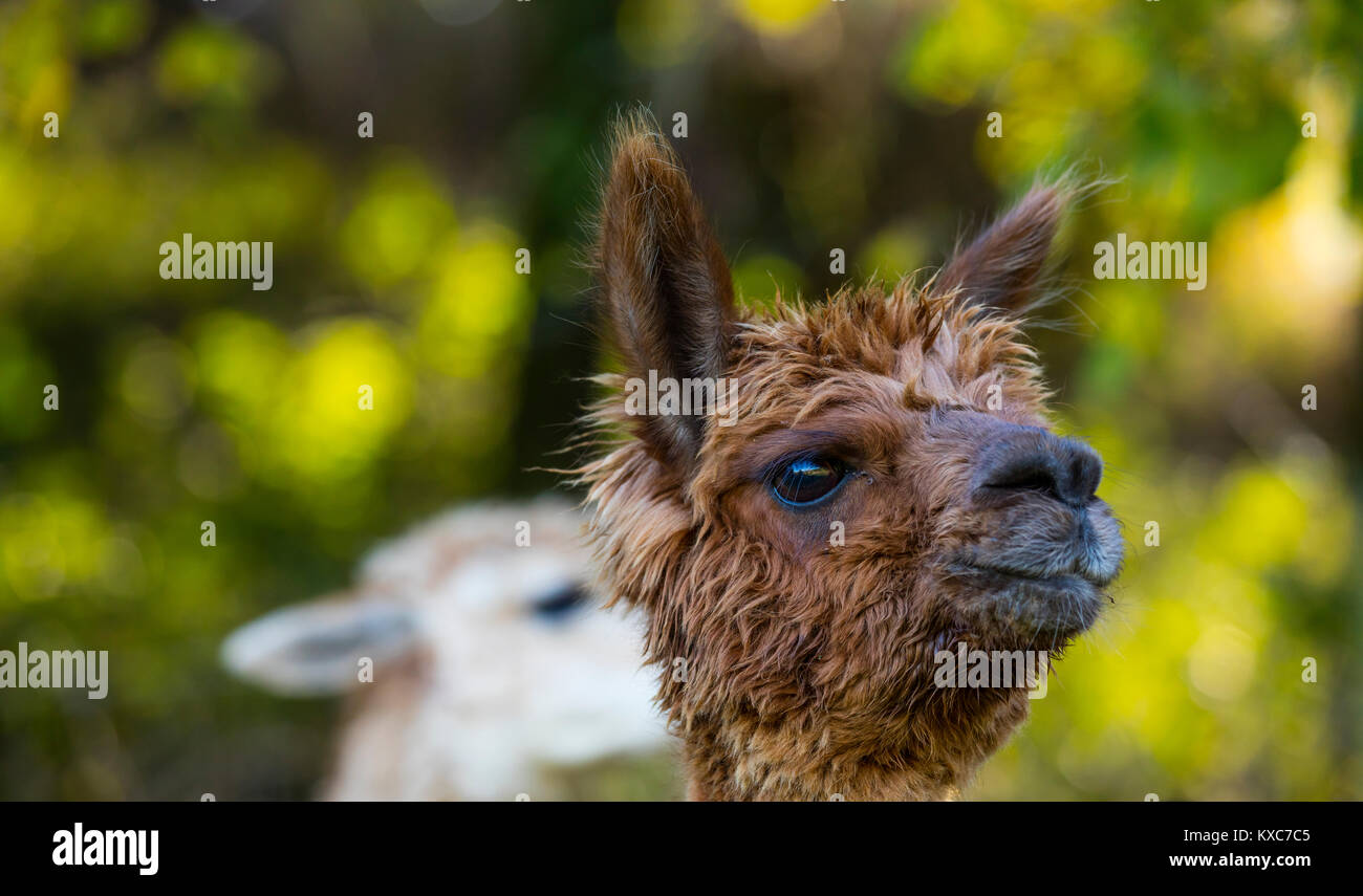 ALPACA (Vicugna pacos). Domesticated species of South American camelid ...