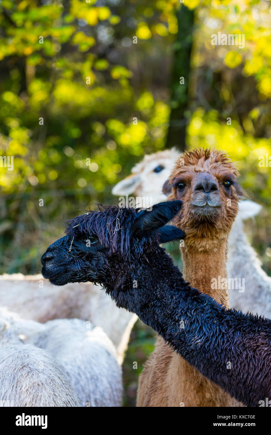 ALPACA (Vicugna pacos). Domesticated species of South American camelid ...