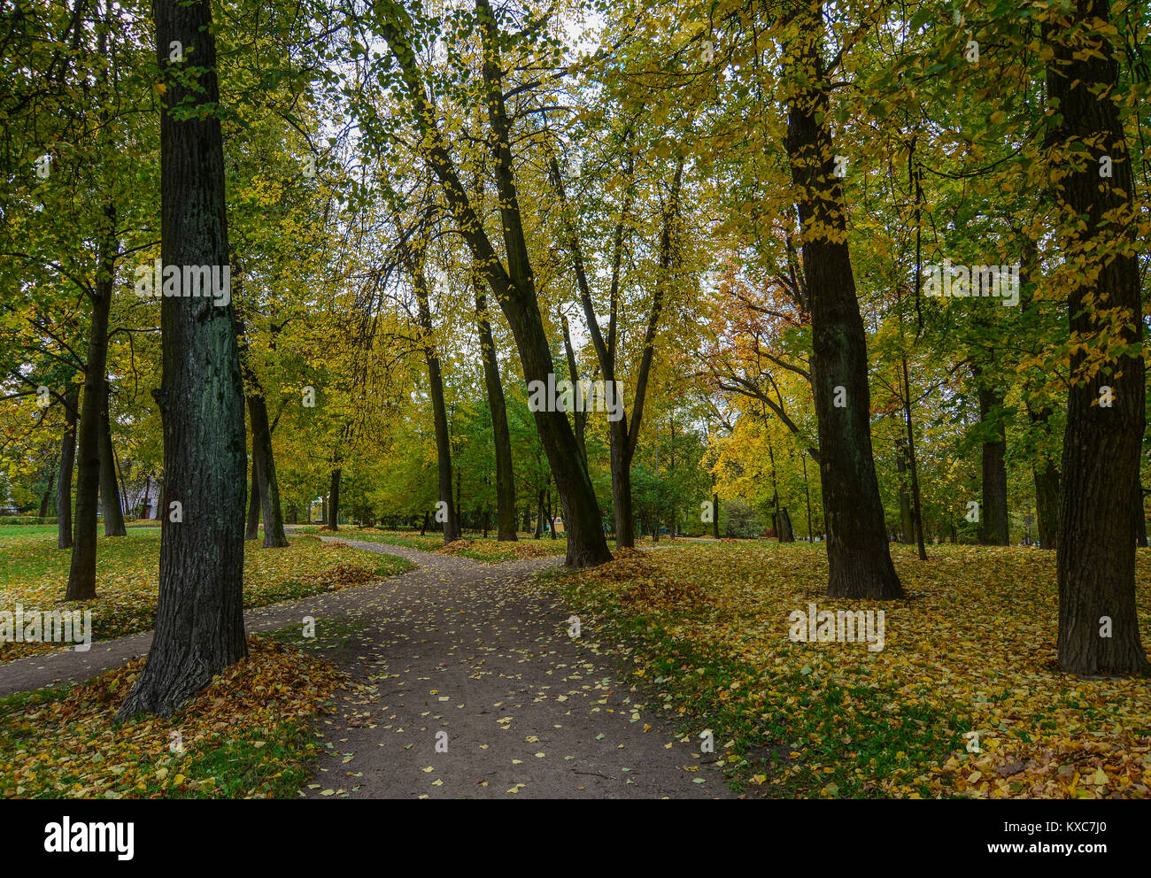Autumn forest at Pushkin Village in Saint Petersburg, Russia Stock ...