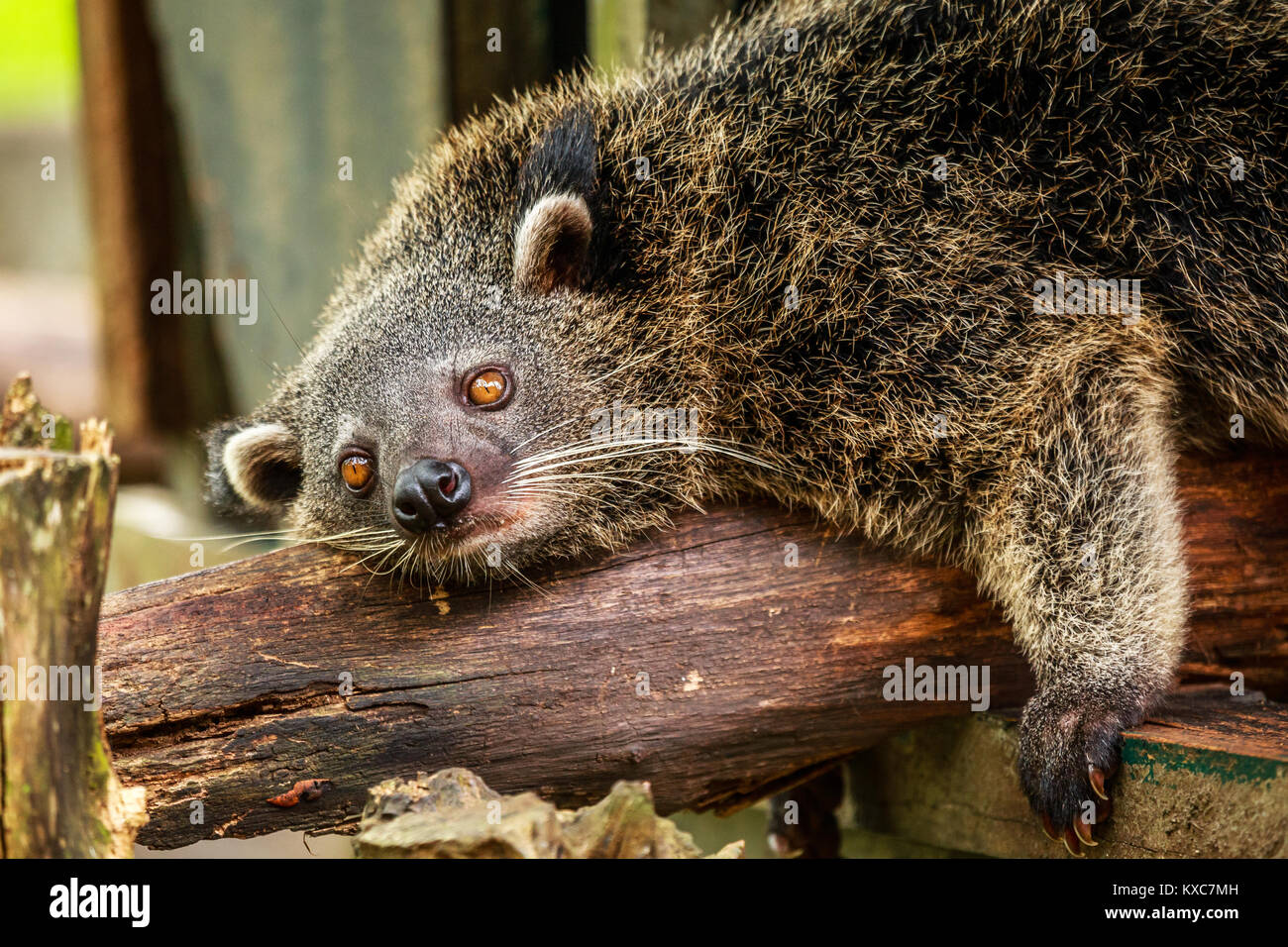 Palawan bearcat hi-res stock photography and images - Alamy