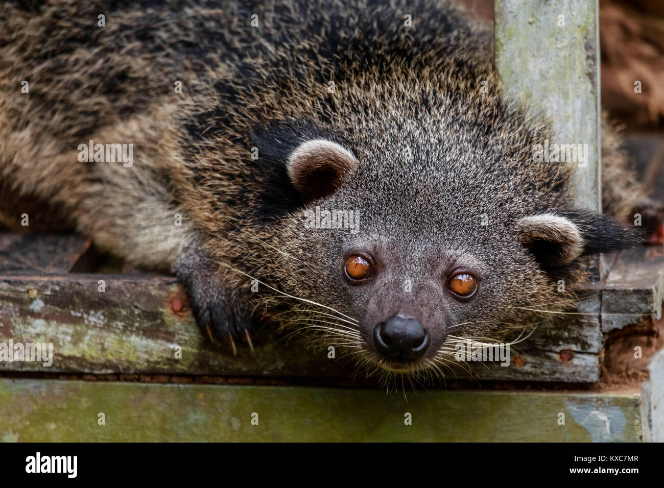 Binturong or philipino bearcat looking curiously, Palawan, Philippines ...