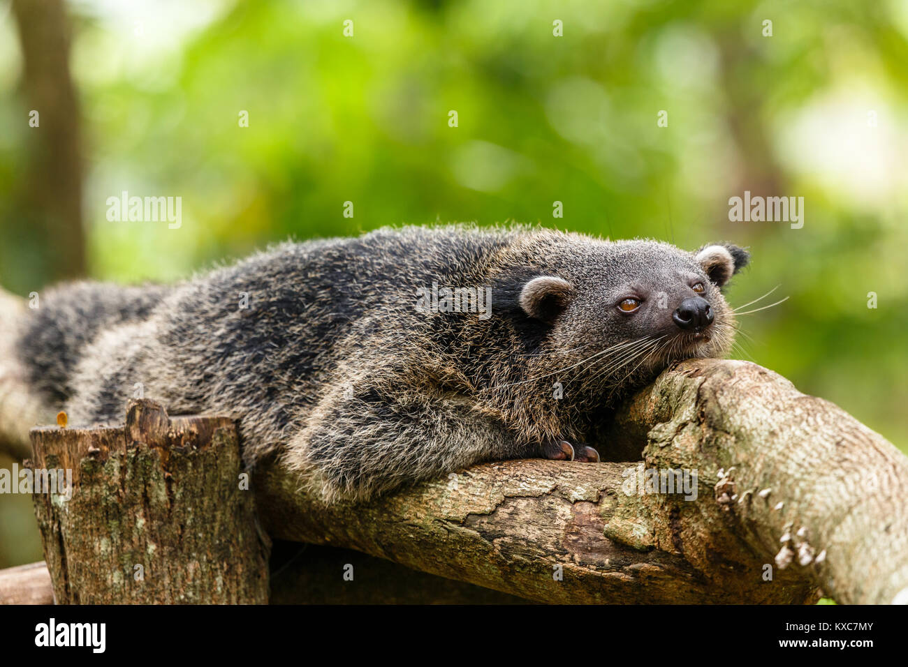 Lazy binturong or philipino bearcat relaxing on the tree, Palawan ...