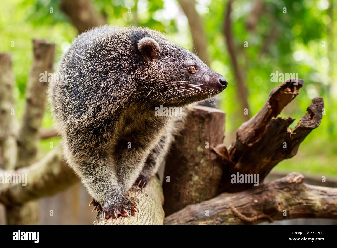 Binturong or philipino bearcat walking on the trees, Palawan ...