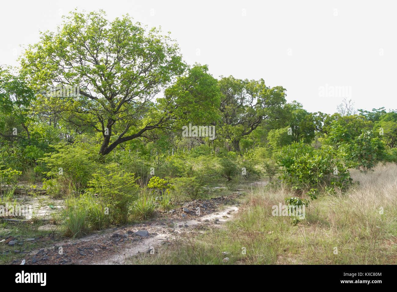 Cerrado Brazil High Resolution Stock Photography and Images - Alamy