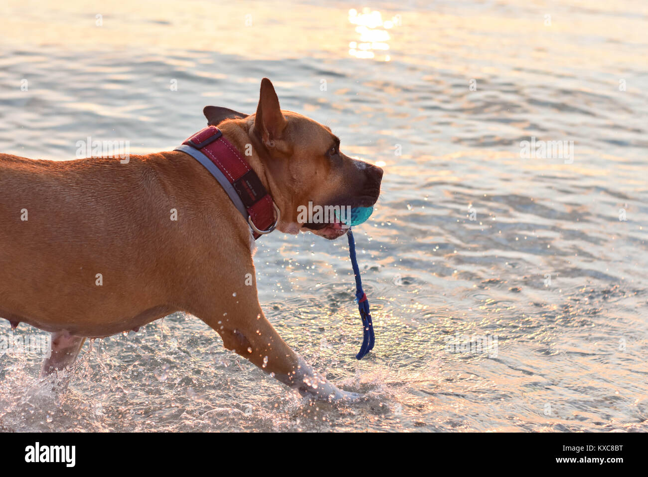 Can Pitbull Dogs Swim