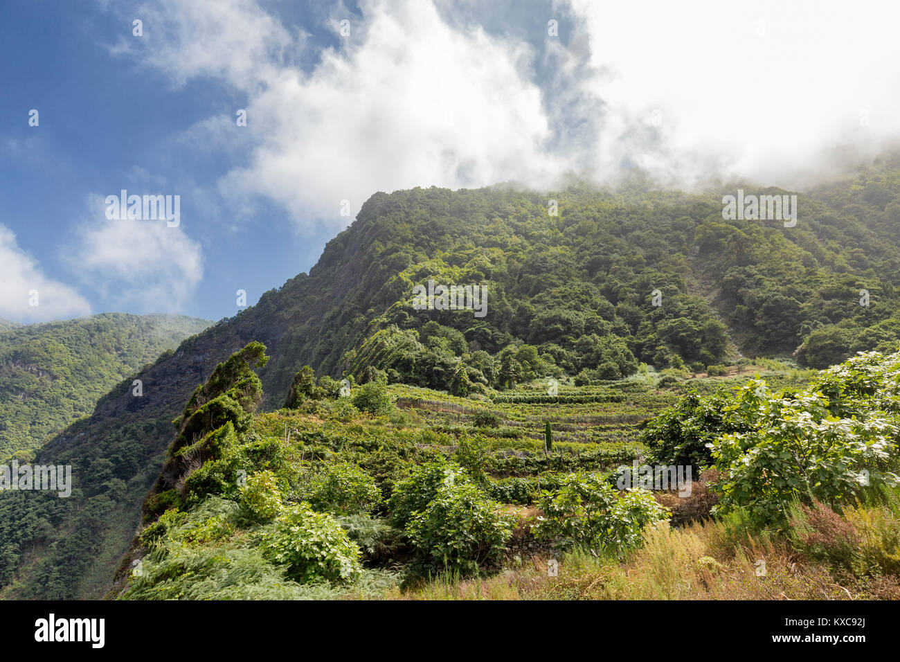 Terraced grape growing with dramatic clouds in the mountains above in ...