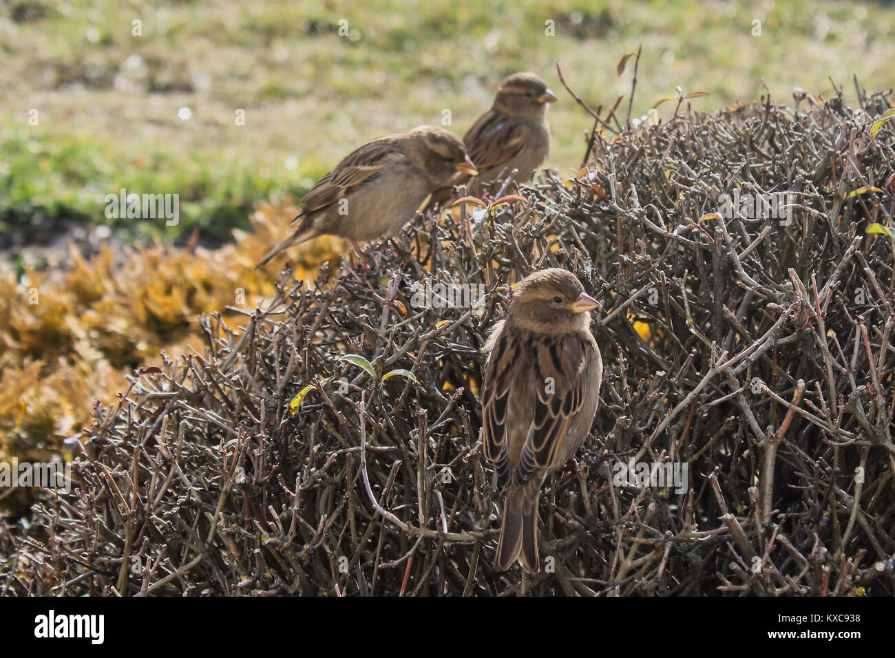 Flock common house sparrows hi-res stock photography and images - Alamy
