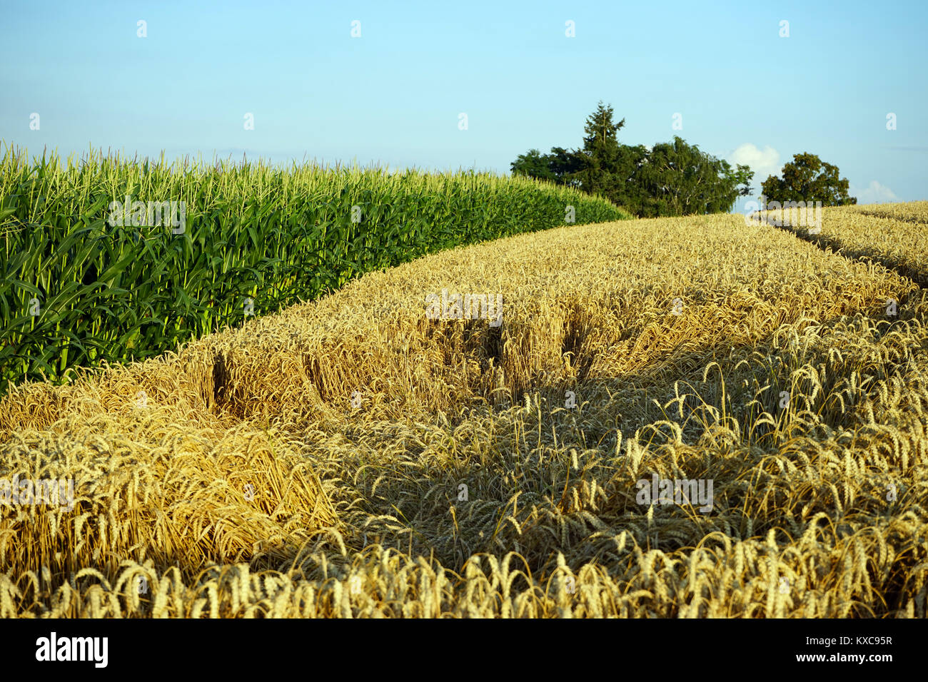 Wheat and corn fields on the slope in Germany Stock Photo - Alamy