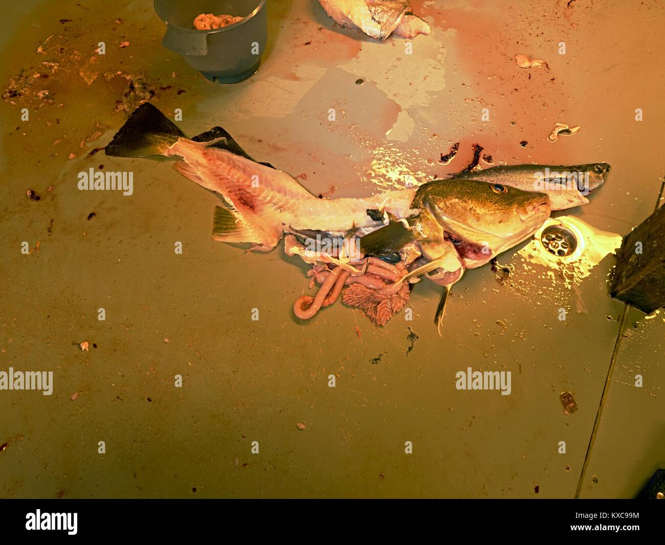 Hands cut fresh cod fish, remove and check livers. Freshly caught fish ...