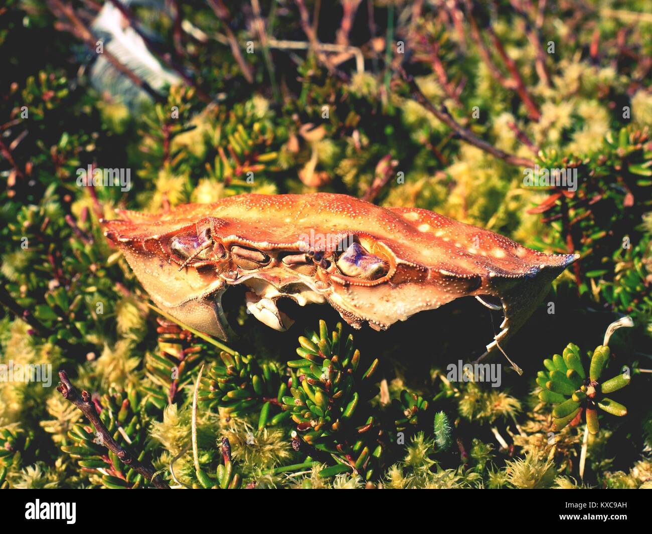 Mossy ground with broken crab armor. Empty dry crab shell, the crab ...