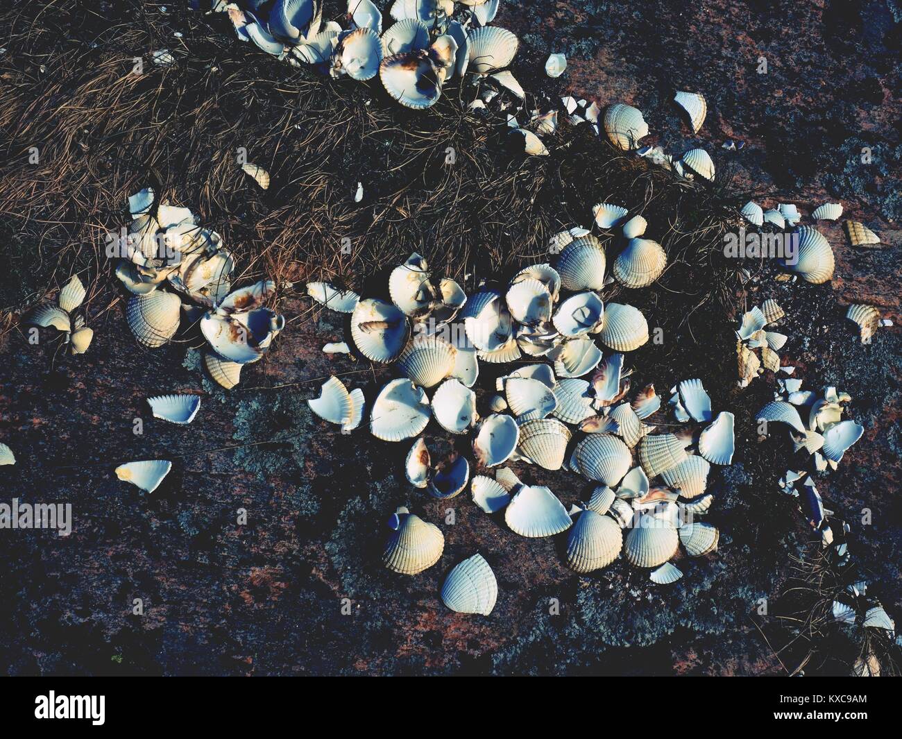 White empty seashells in dry moss on stone. Empty shells, the rest ...