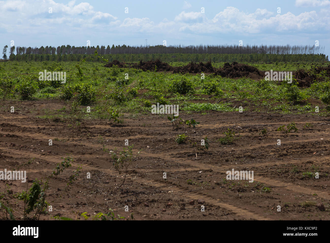 Cerrado deforestation hi-res stock photography and images - Alamy