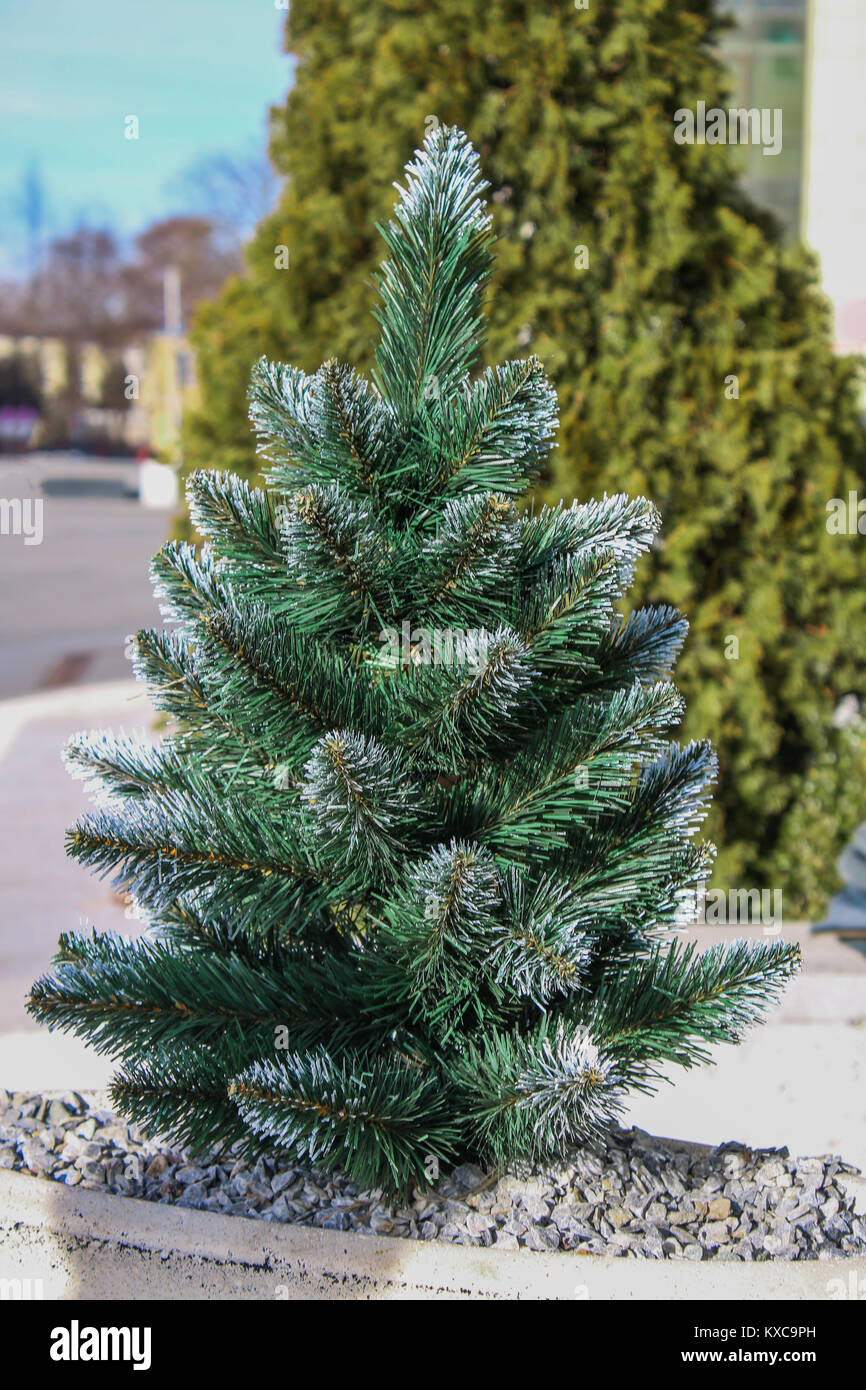 Seedlings, pine seedlings in the planting. A small pine Stock Photo - Alamy