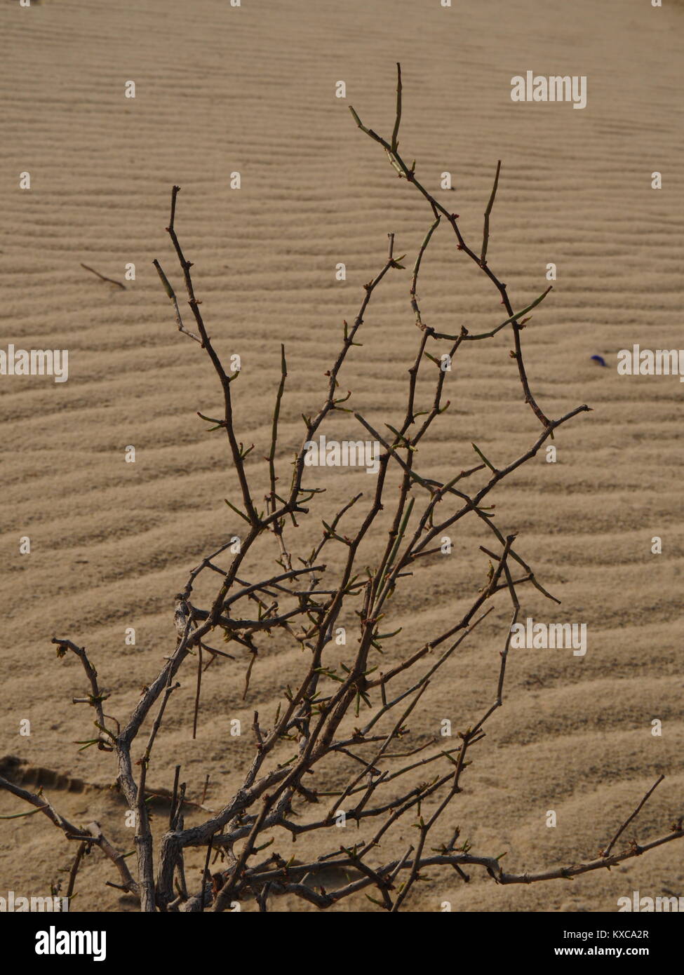 Saudi Arabia Desert full of sand hills and sand dunes and all over ...