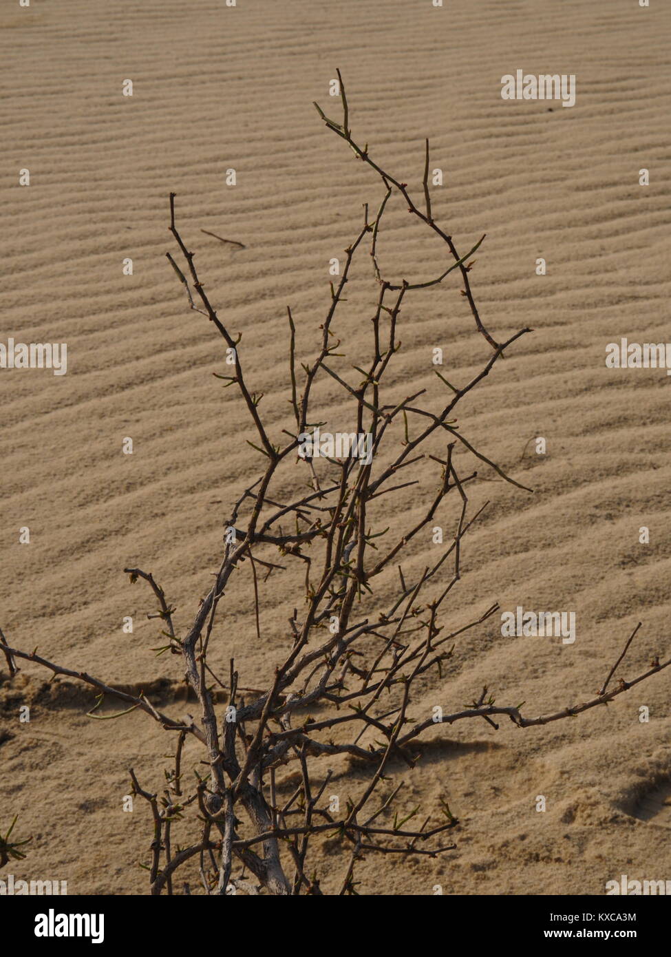 Saudi Arabia Desert full of sand hills and sand dunes and all over ...