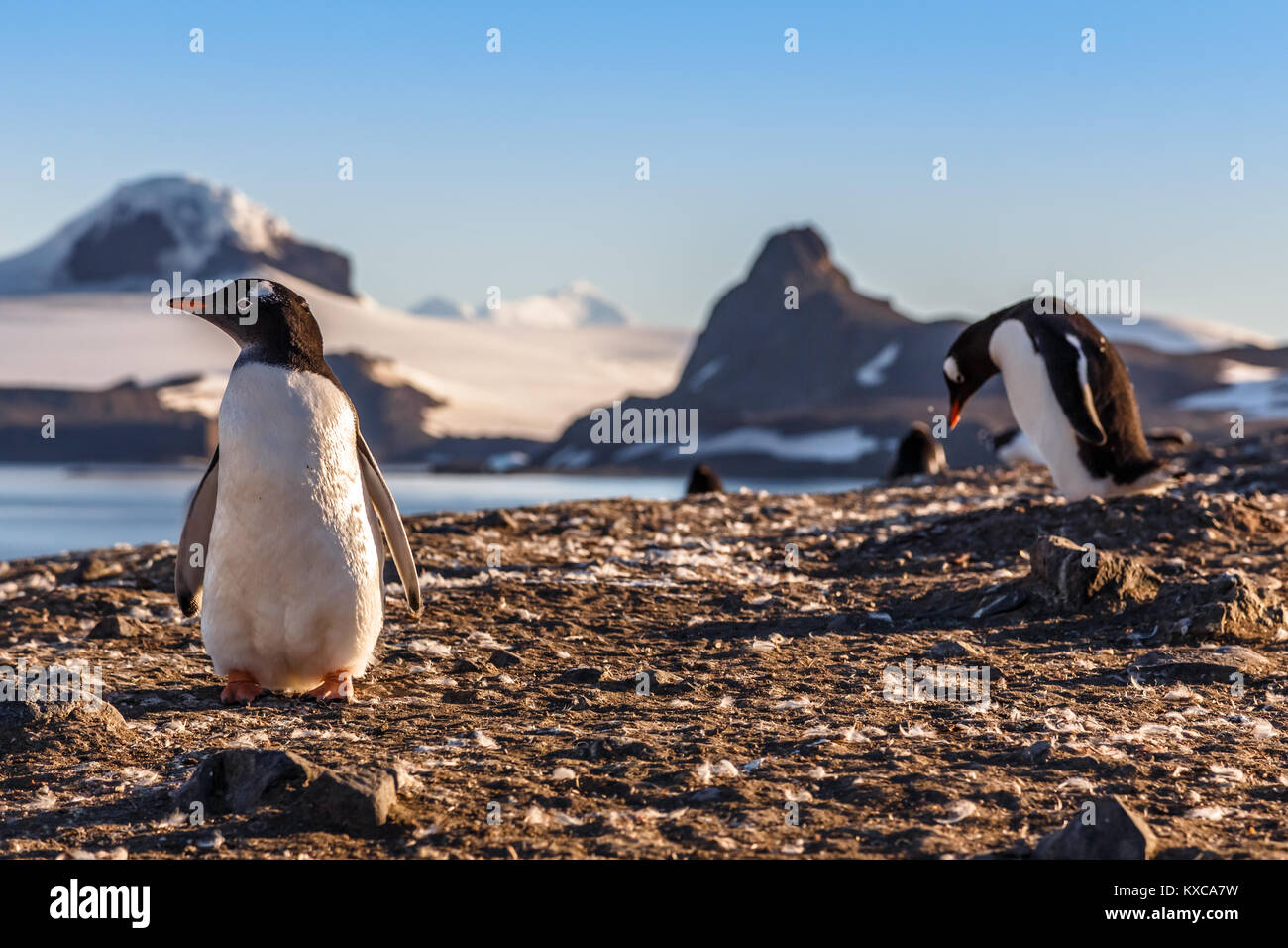 Antarctic bird hi-res stock photography and images - Alamy