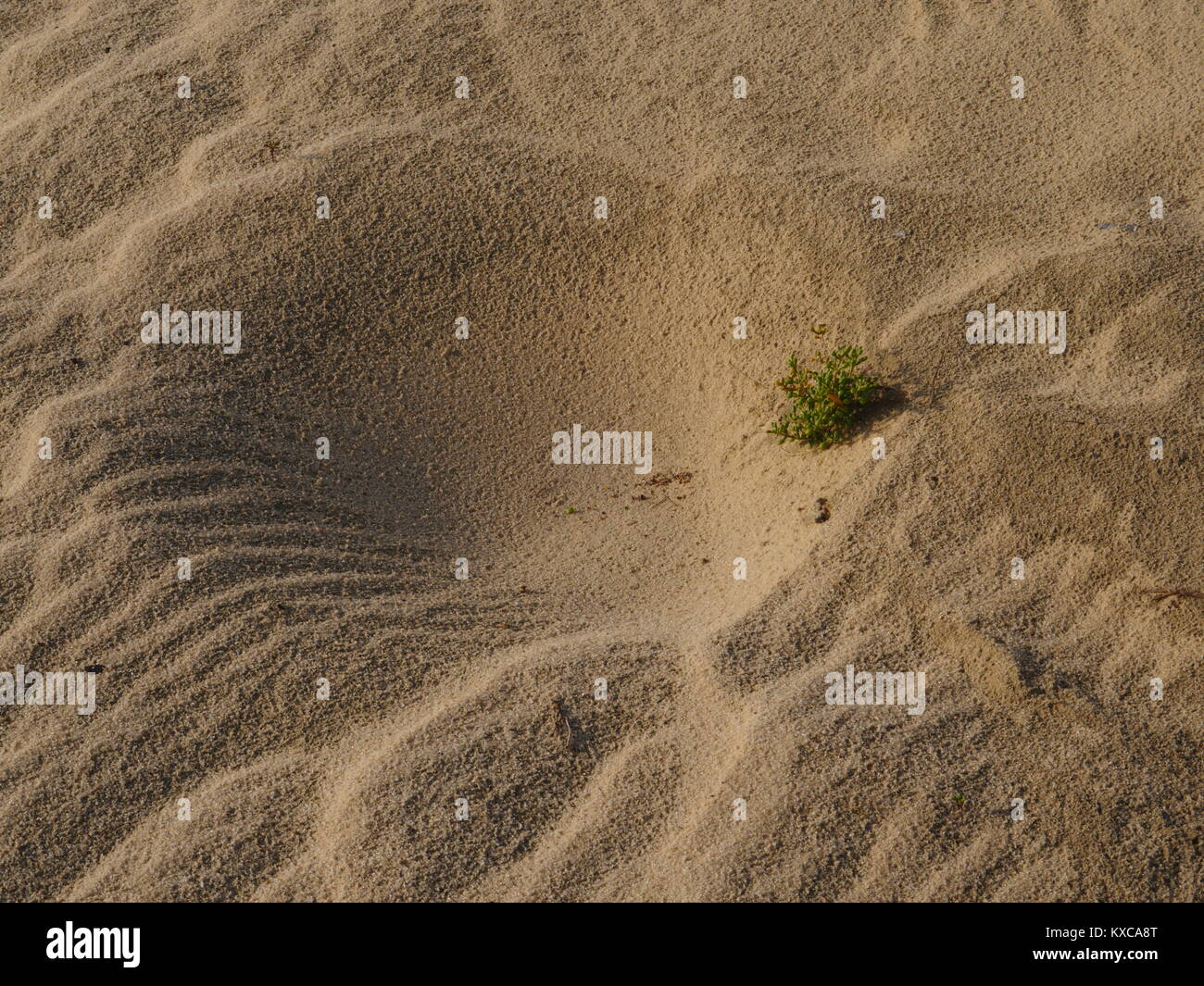 Saudi arabian desert hi-res stock photography and images - Alamy
