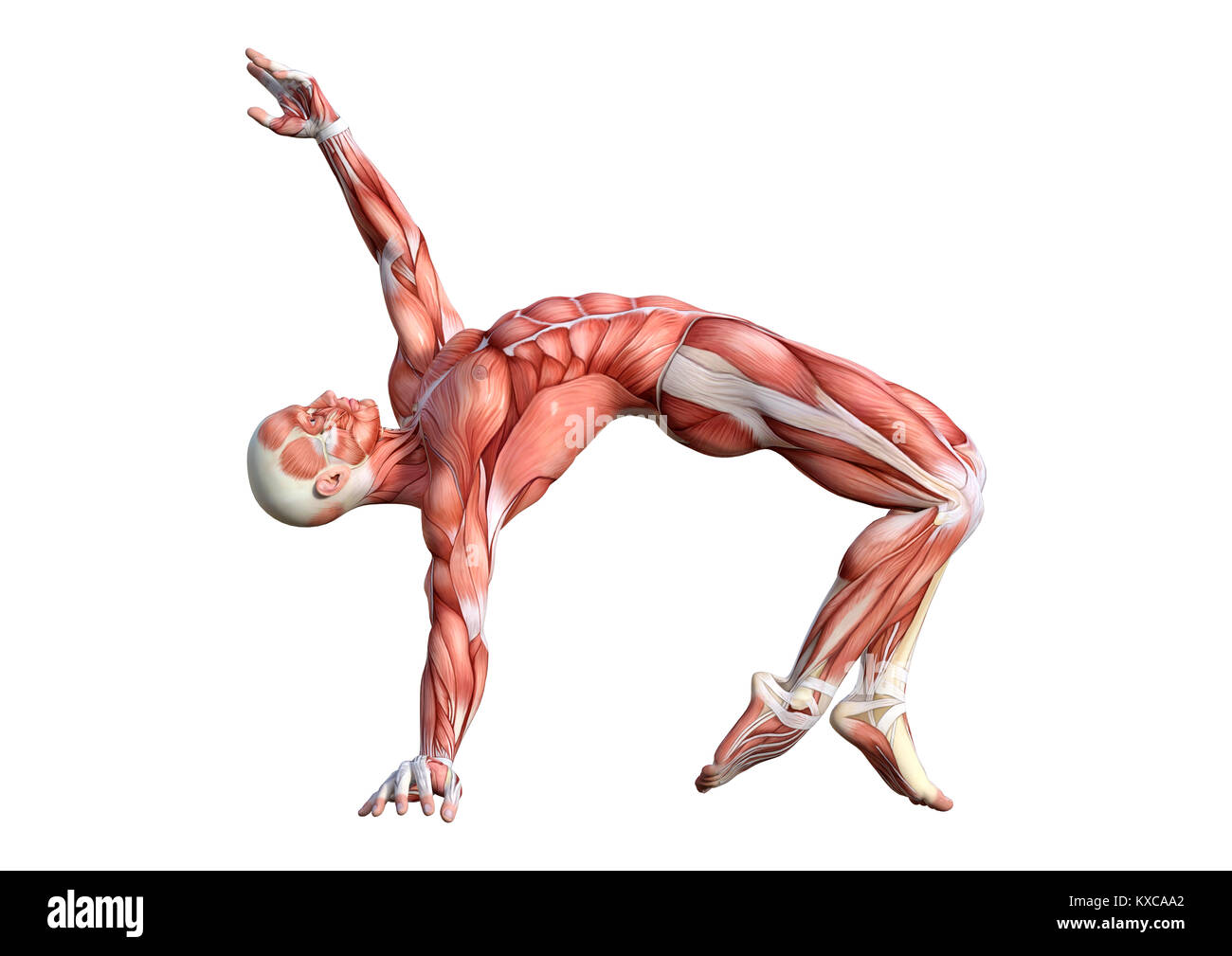 3D rendering of a male anatomy figure with muscles map exercising ...