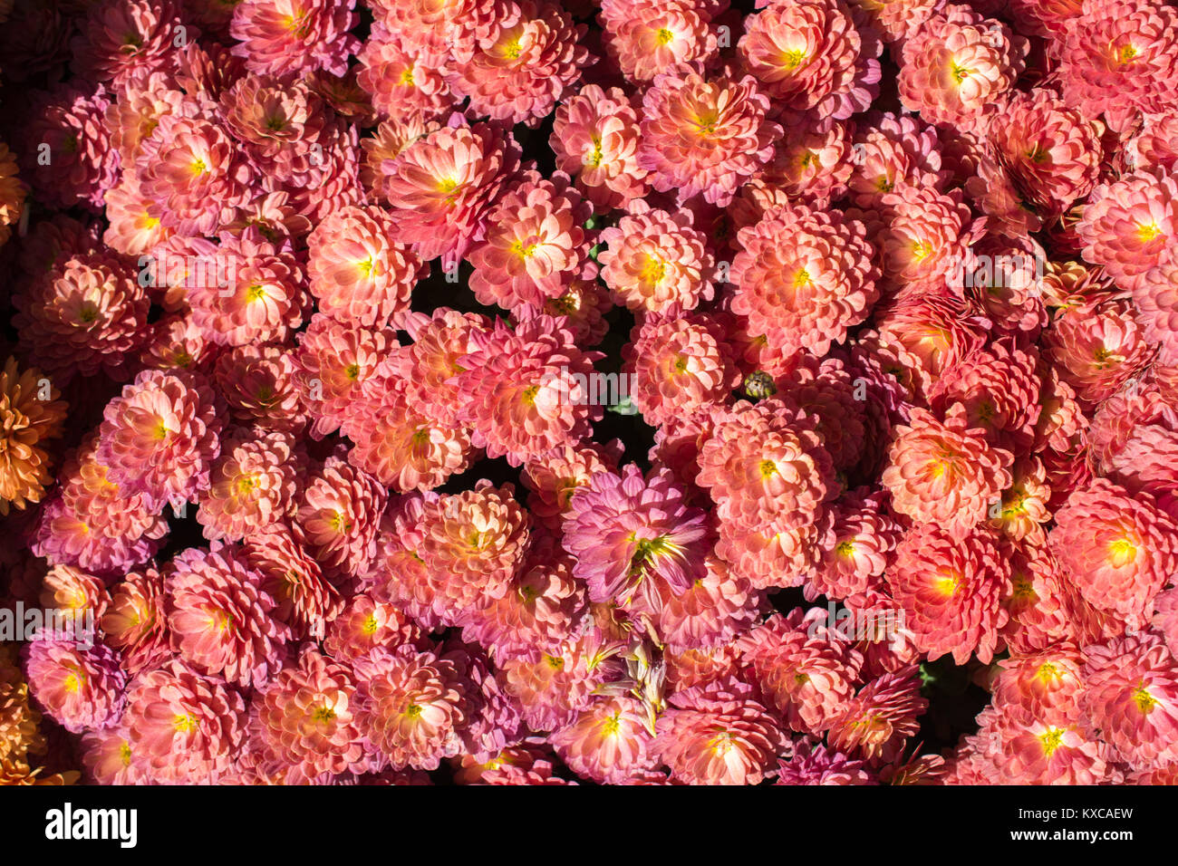 Beautiful fresh flowers as a background Stock Photo - Alamy