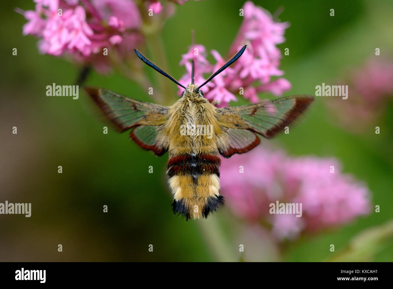 Broad-bordered Bee Hawk-moth Stock Photo - Alamy