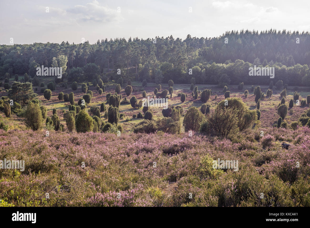 Germany, Heidekreis, Luneburger Heide Stock Photo - Alamy