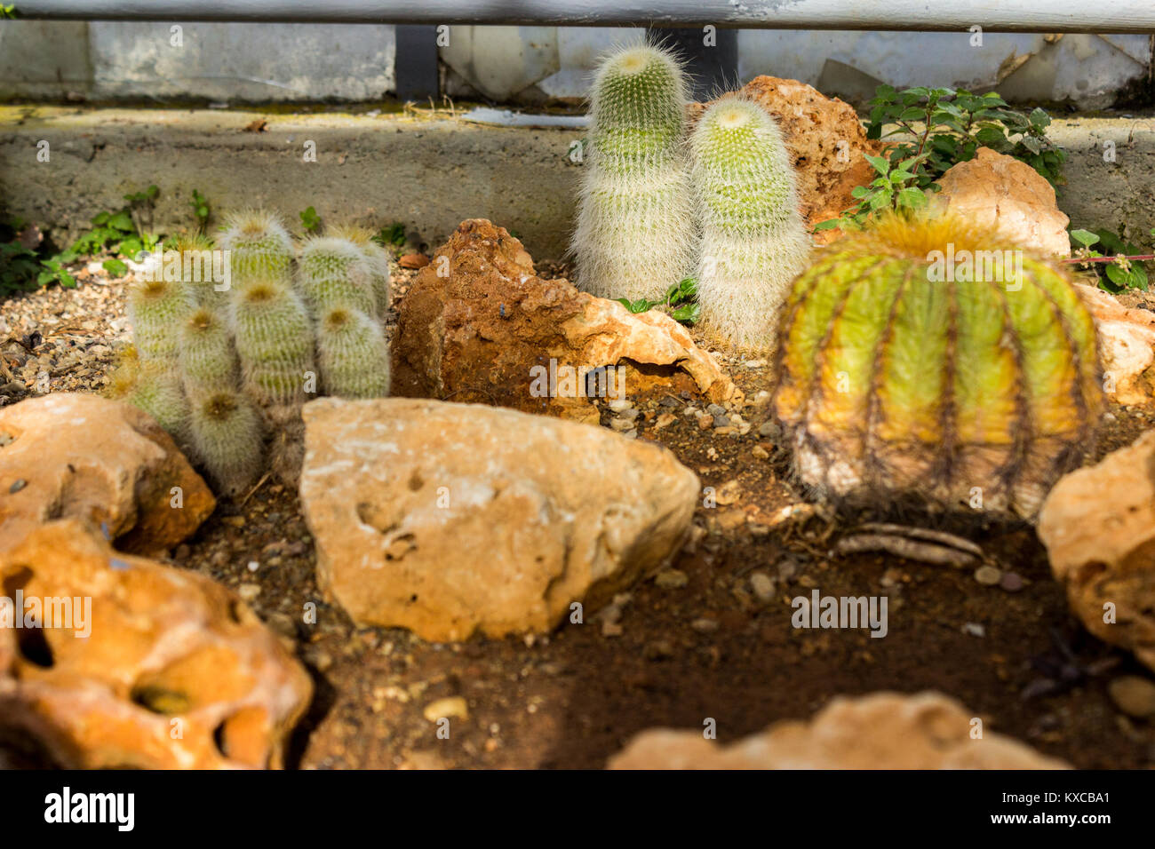 Cactus planted in the ground, close up shot Stock Photo - Alamy