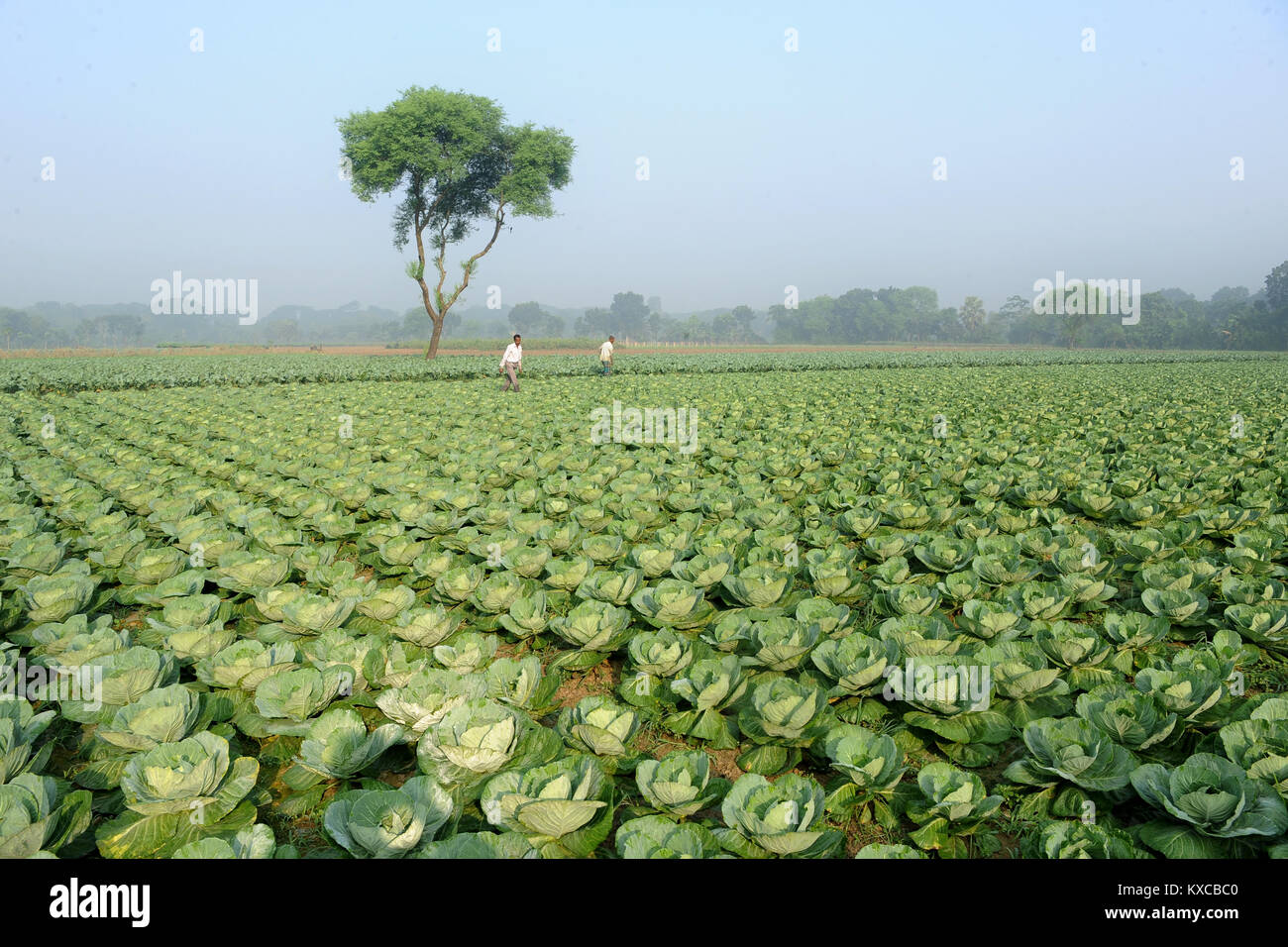 Cabbage grower hi-res stock photography and images - Alamy