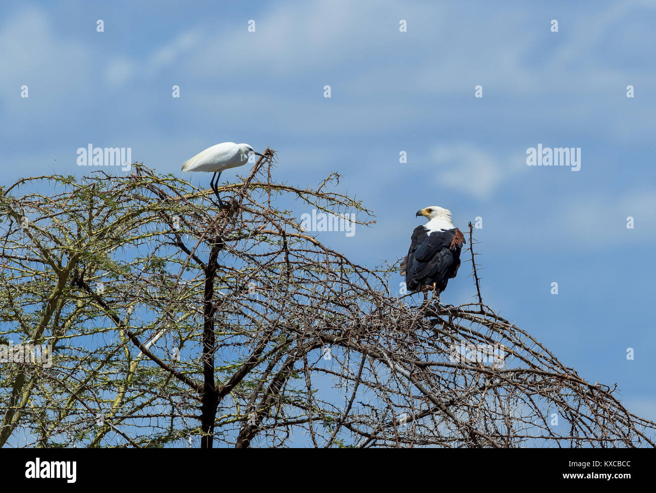 The African fish eagle, or to distinguish it from the true fish eagles ...