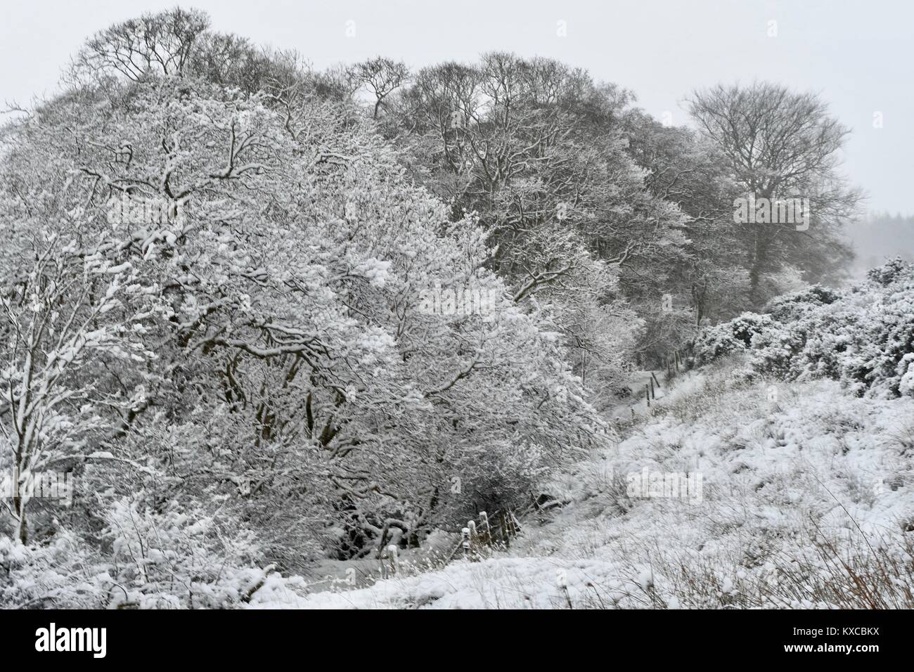 Snow covered landscape with shrubs and trees Stock Photo - Alamy