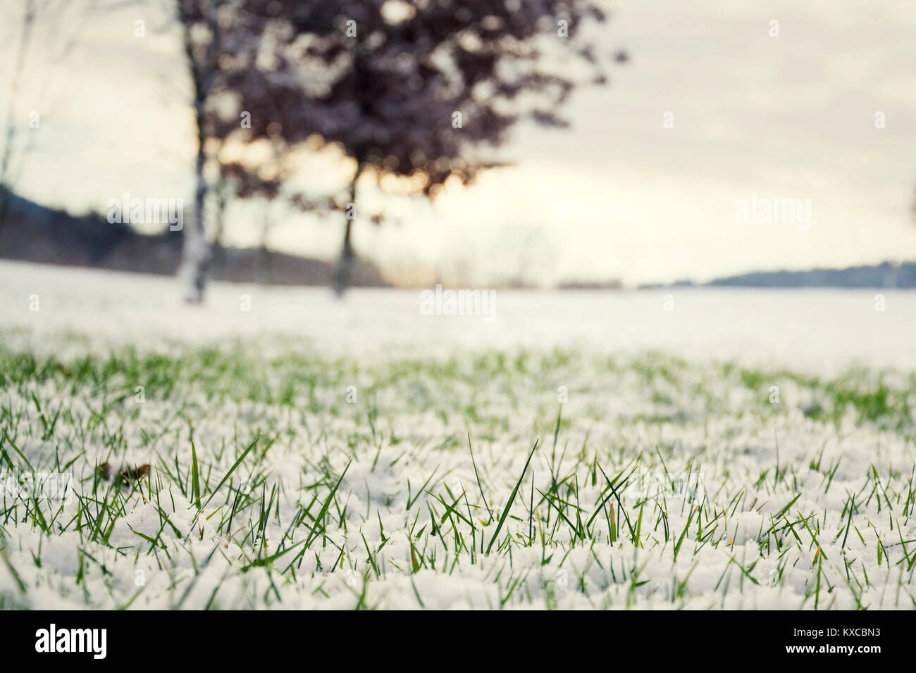 Green grass in snow, bush in background, Hello spring concept Stock ...