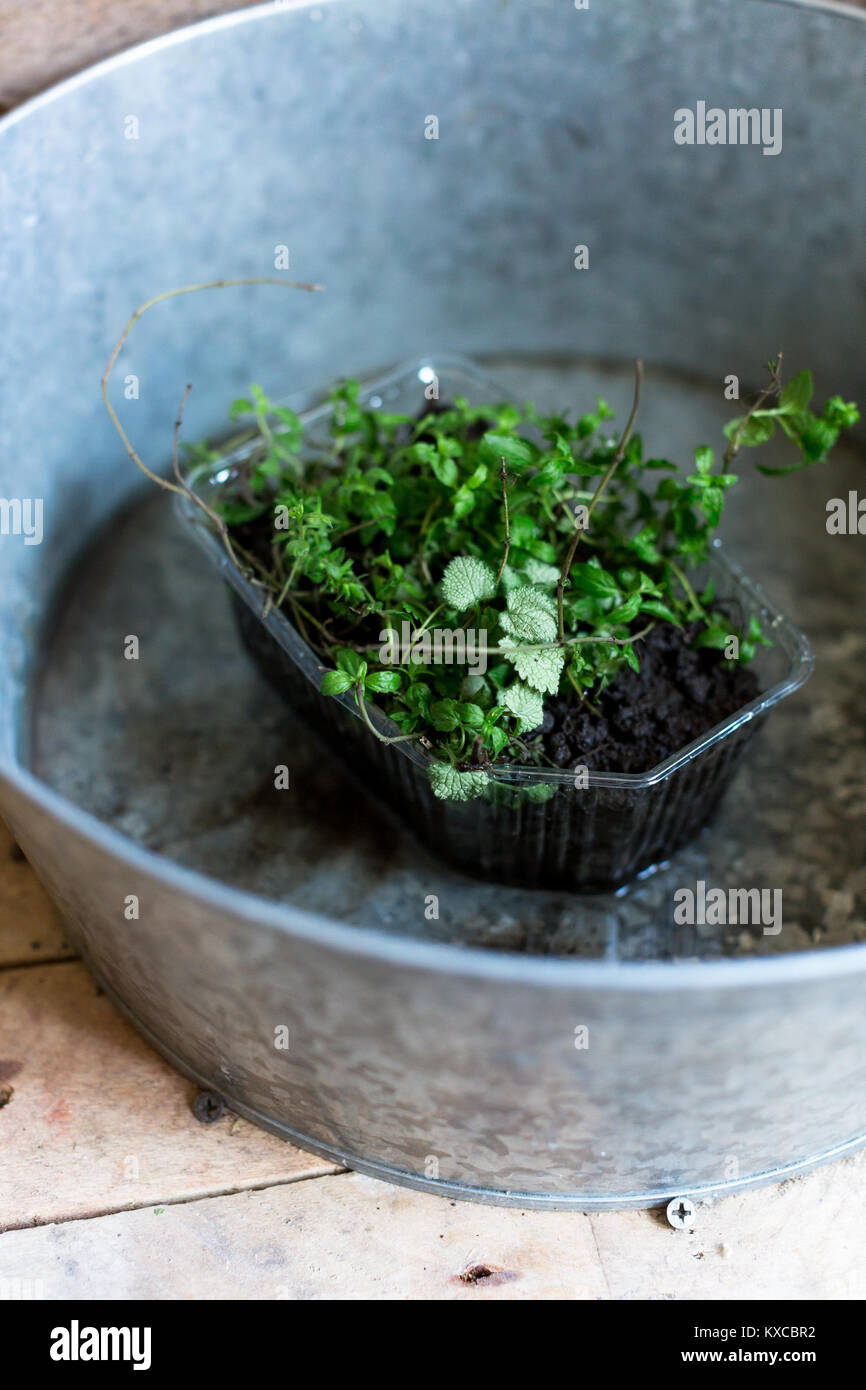 Roots growing bottom of pot hi-res stock photography and images - Alamy