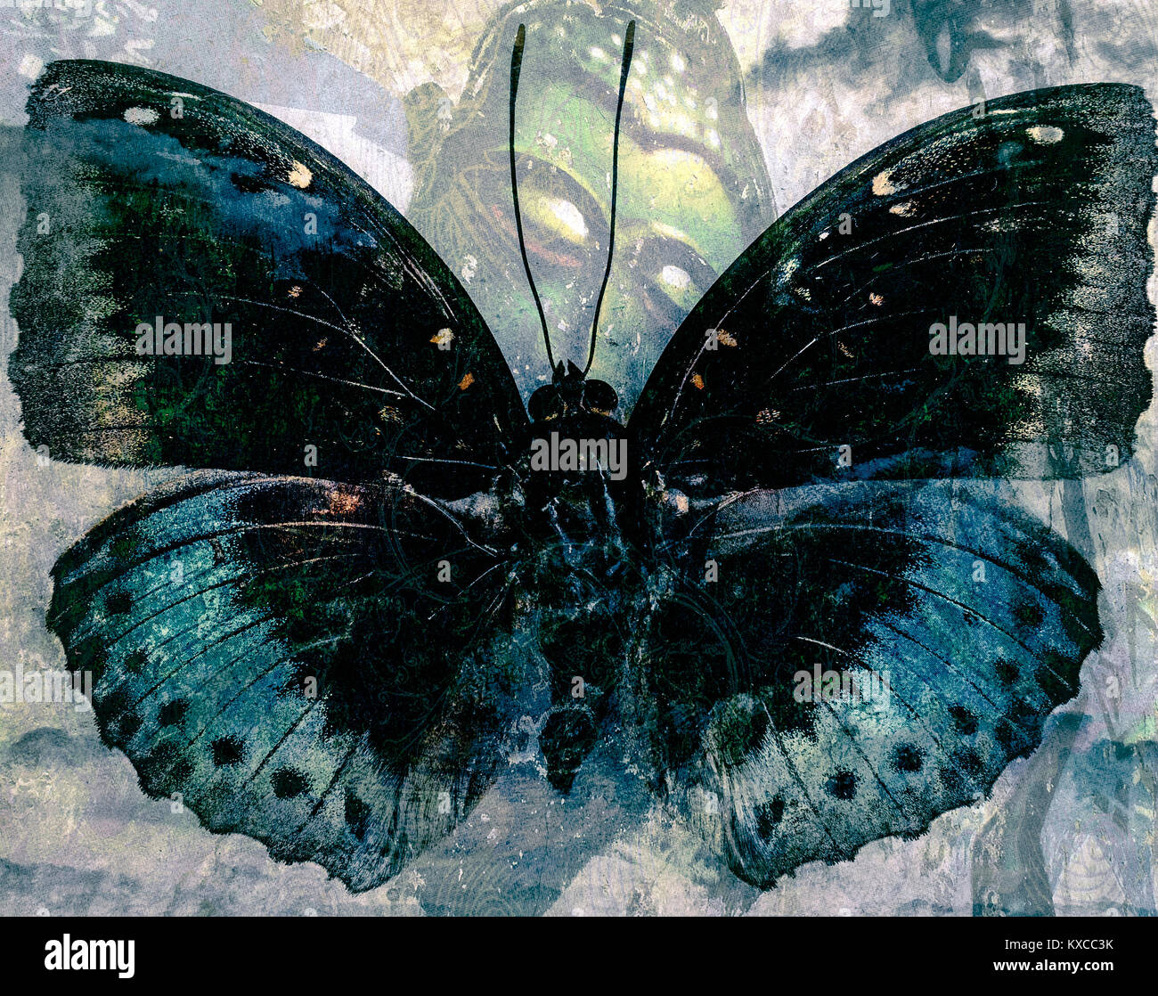 grunge Butterfly background texture image Stock Photo - Alamy