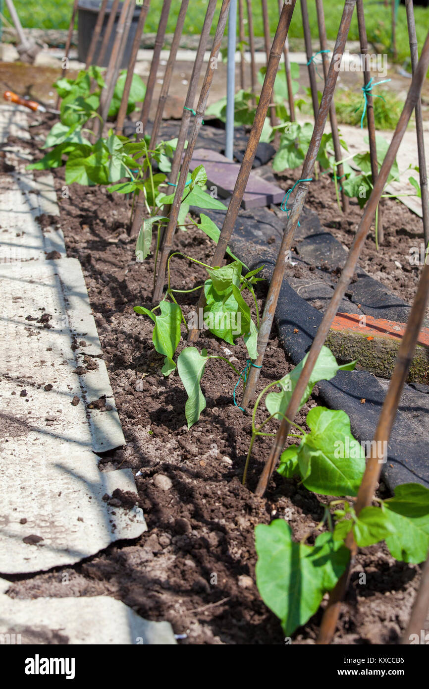 Young runner bean plants planted in rows with bamboo cane supports ...