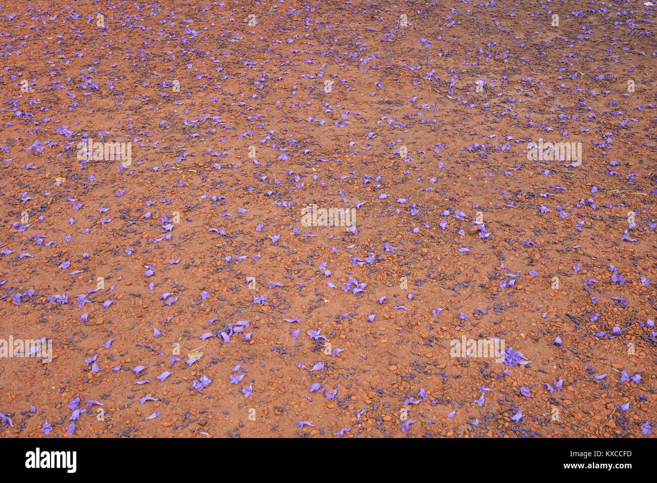 Jacaranda petals hi-res stock photography and images - Alamy