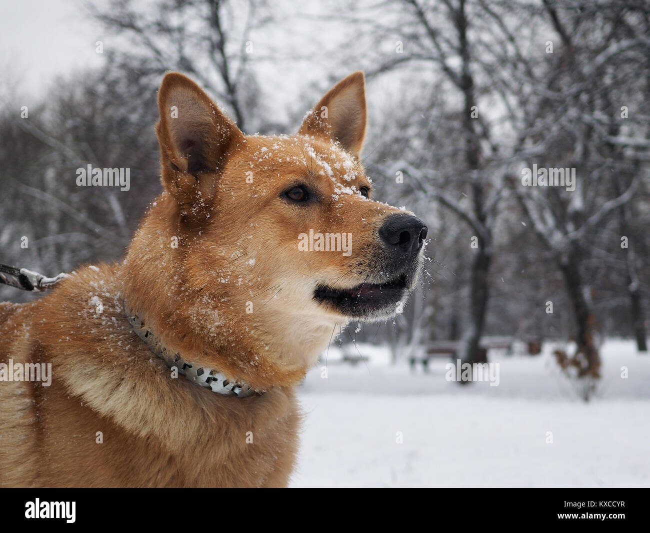 Big red dog in the snow. Portrait Stock Photo - Alamy